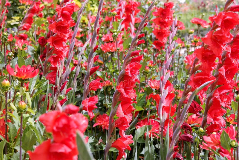 Gladiolus Red Summer Flower Stock Photo - Image of gardening, gladiolus ...