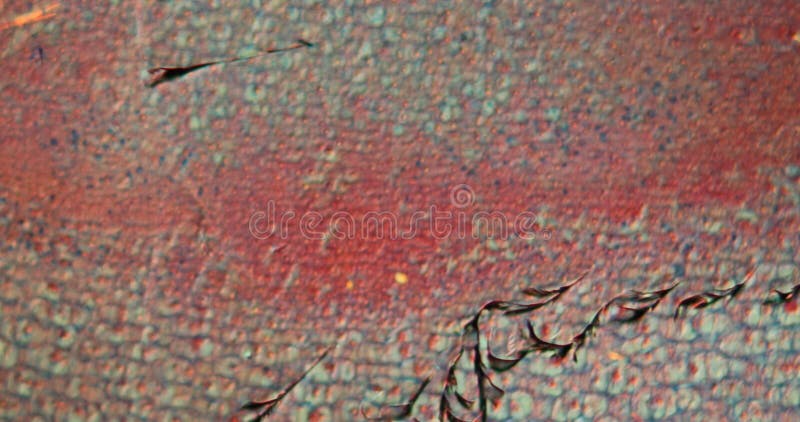 Longitudinal Section Cut of Root Tip of Plant Under the Microscope ...