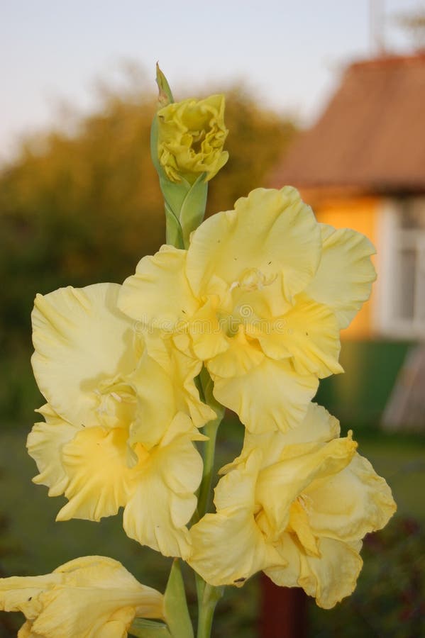 Gladiolus stock photo. Image of buds, petals, nature - 128792176
