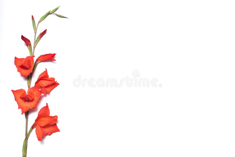 Gladys Flower Stock Illustrations – 1 Gladys Flower Stock Illustrations ...