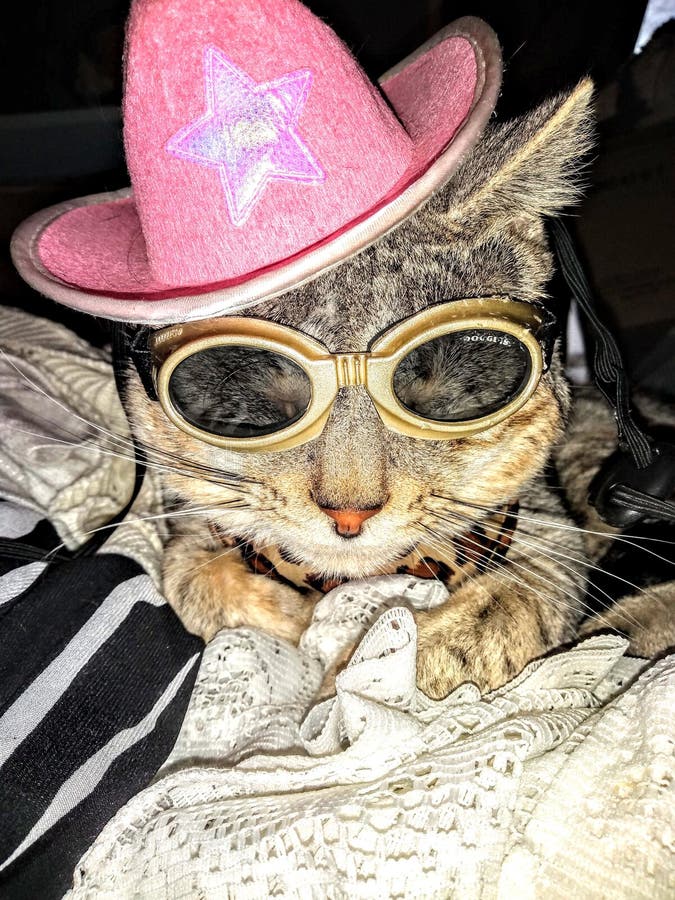 Glam cat stock photo. Image of glam, kitty, cute - 162455964