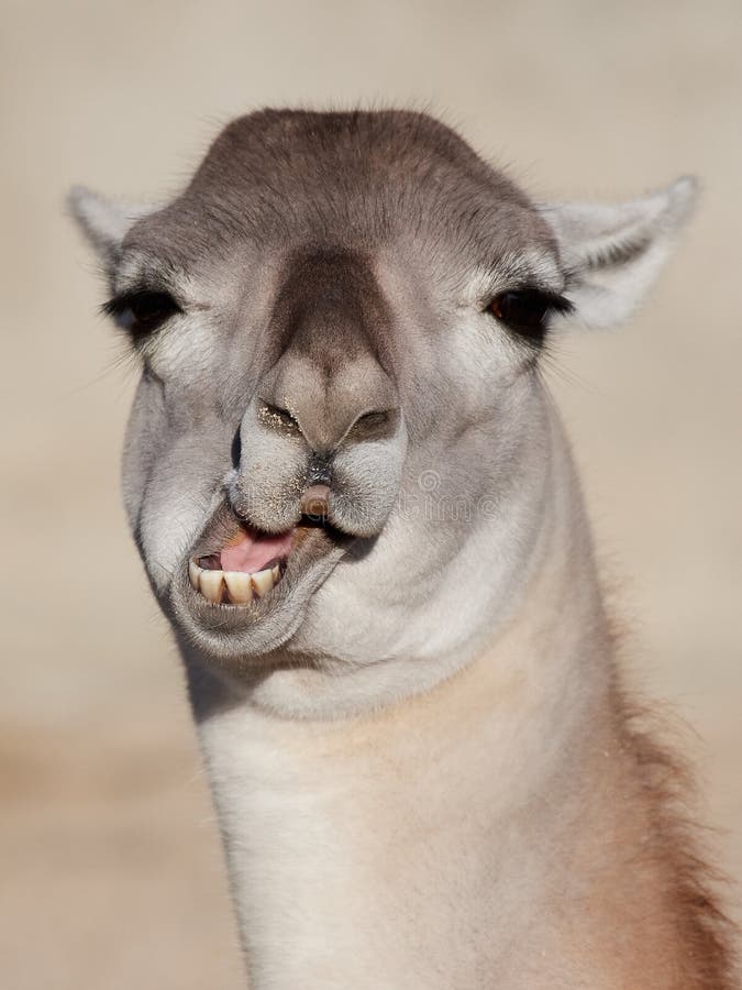 Lama de riso foto de stock. Imagem de buck, face, dentes - 68398702