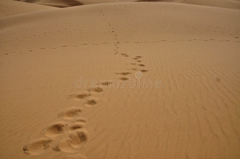 Glamis dunes stock image. Image of america, desert, arizona - 31033657