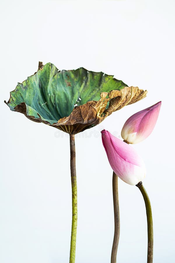 Glamorous Lotus Flowers Composition Stock Photo - Image of tropic, pure ...