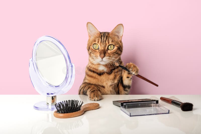 Cat Saloon Girl Stock Photos - Free & Royalty-Free Stock Photos from ...