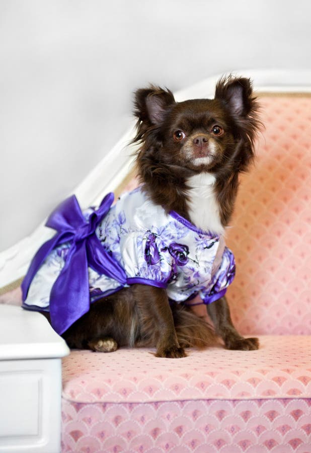 Two Glamour Little Dogs on Sofa Stock Image - Image of domestic, black ...