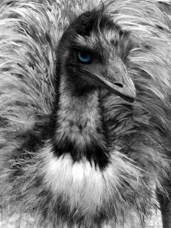 Black and White Emu Portrait with Blue Eye Stock Photo - Image of beak ...