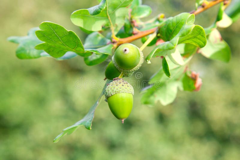 Gland photo stock. Image du chêne, blanc, nourriture - 11041800