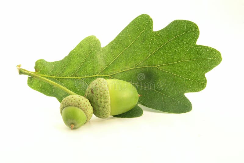 Gland photo stock. Image du noix, gland, chêne, vert, nature - 212884