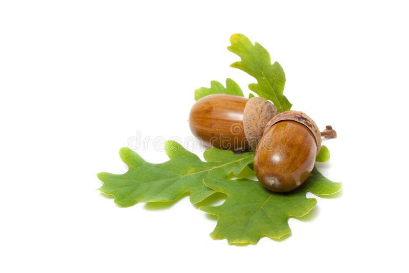 Gland image stock. Image du gland, normal, blanc, chêne - 27386877