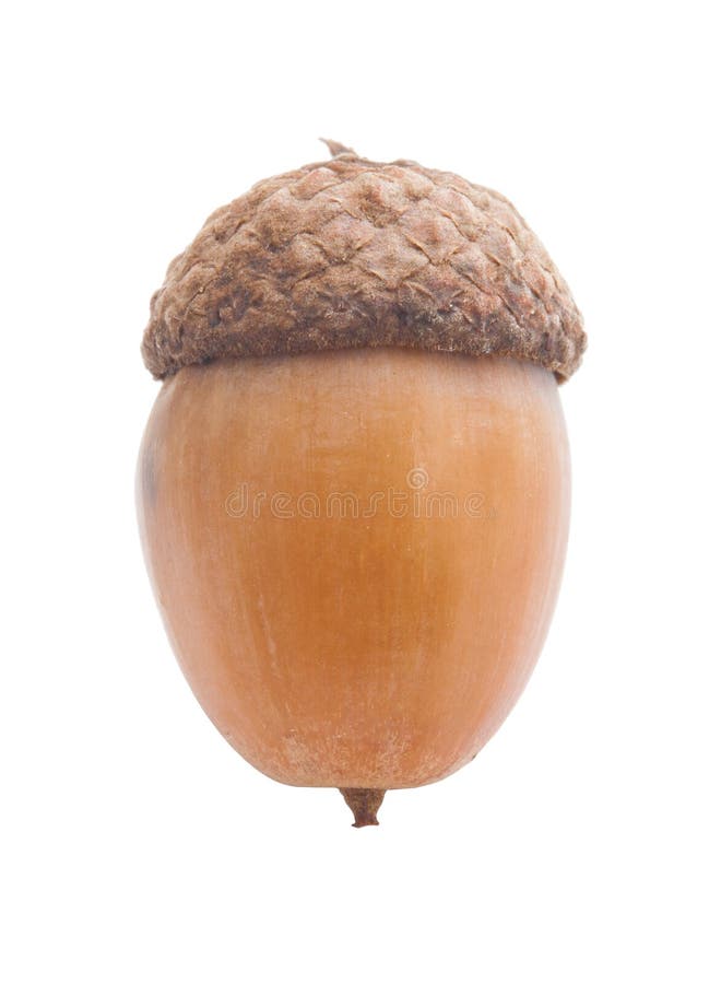 Gland photo stock. Image du chêne, isolement, fond, noix - 35962720