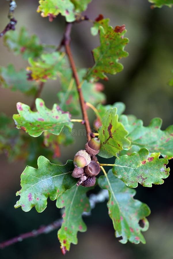 Gland image stock. Image du petit, arbre, nature, saisonnier - 45600401