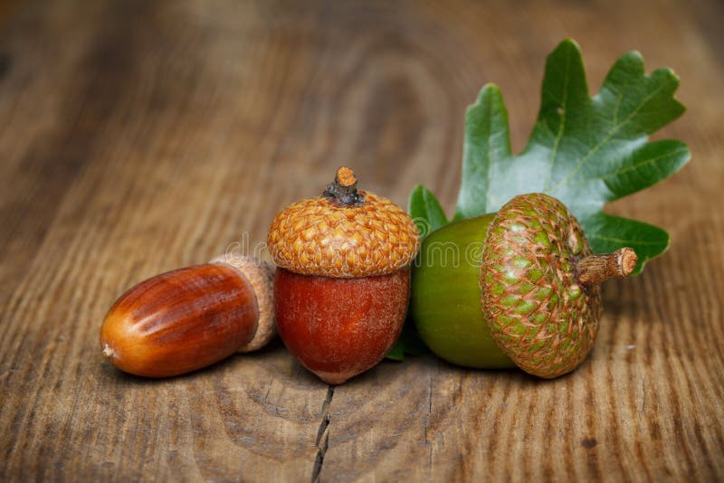 Gland D'automne Dans La Main Masculine D'isolement Sur Le Fond Blanc ...