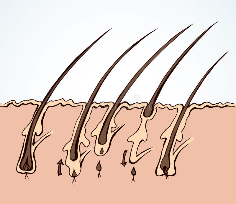 Hair Growth Draft Vector Drawing Stock Vector Illustration Of
