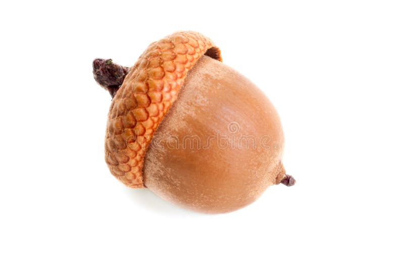 Gland Sec Frais D'or De Chêne Image stock - Image du graine, bois: 12459655