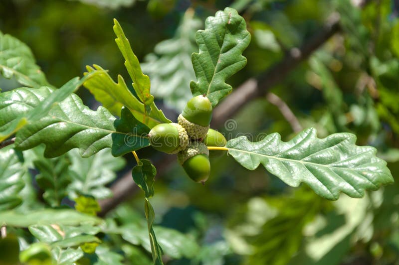 Gland vert image stock. Image du forêt, fruits, chêne - 59716433