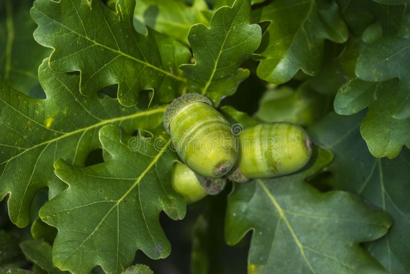 Gland vert image stock. Image du forêt, fruits, chêne - 59716433