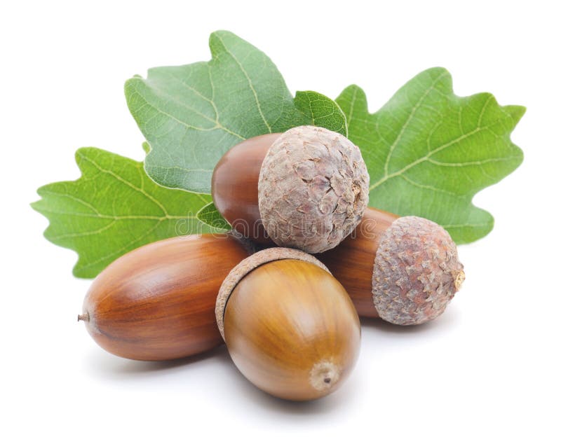 Glands photo stock. Image du saisons, quatre, gland, automne - 36132022