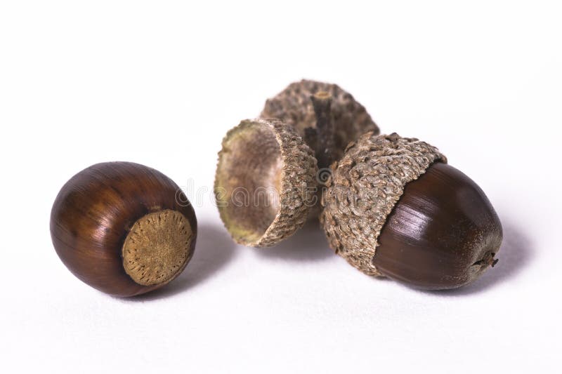 Glands d'automne photo stock. Image du automne, glands - 1800610
