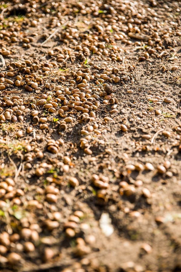 Glands D'automne Au Sol - Verticale Photo stock - Image du horizontal ...