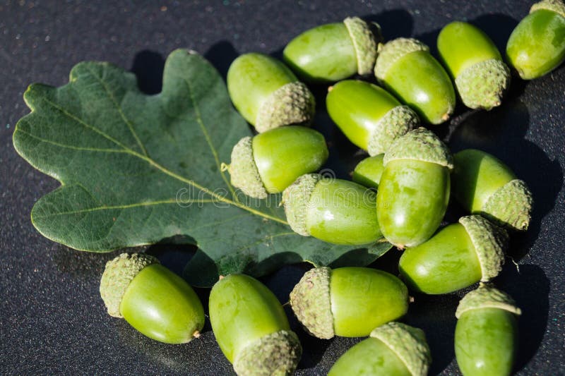 321 Photos de Beaux Glands - Photos de stock gratuites et libres de ...