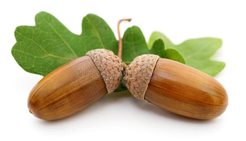 Glands De Chêne Avec La Feuille Photo stock - Image du brun, avec: 60597652