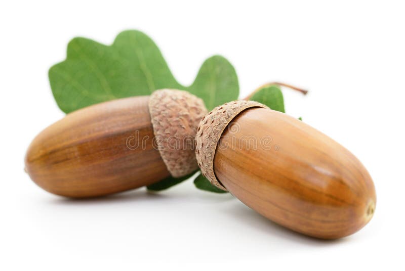 Glands De Chêne Avec La Feuille Image stock - Image du avec, groupe ...