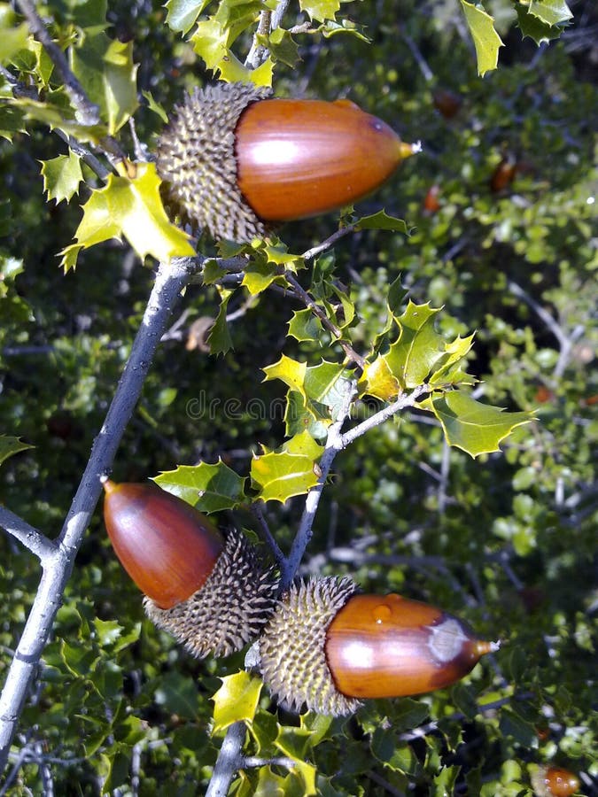 Glands De Chêne De Holm Dans L'arbre Image stock - Image of céréale ...