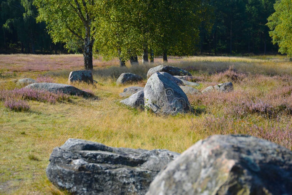 Glaner Braut stock image. Image of muir, cist, doetlingen - 26750655