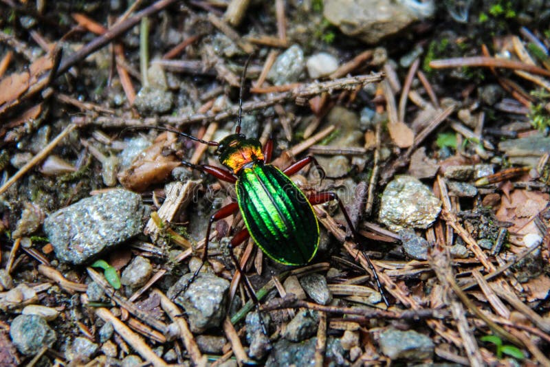 Glanzend Groen Insect stock foto. Image of kleur, insect - 55714406