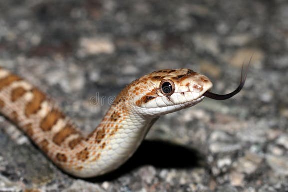 Glanzende, Flikkerende Tong Stock Foto - Image of nachtelijk, slang: 332808