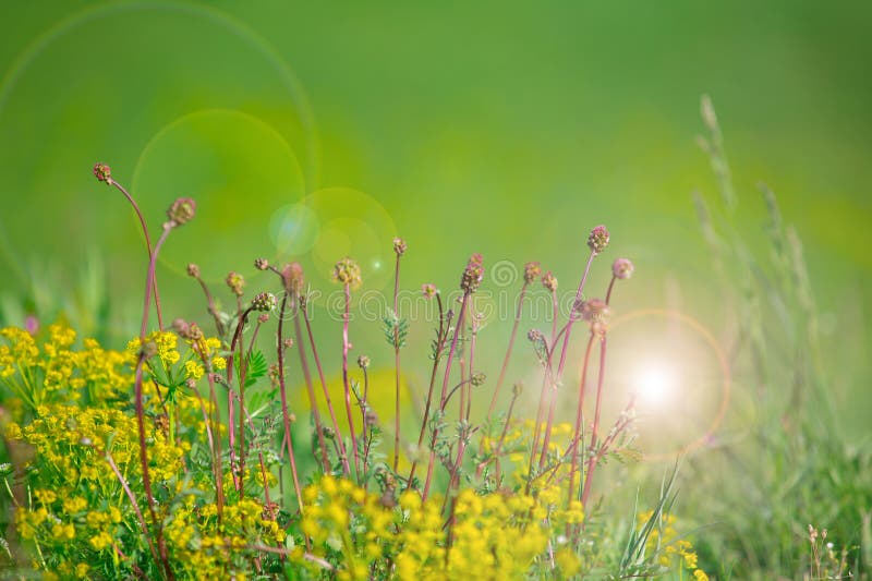Glare Sun Bokeh Background Wild Spring Flowers Stock Image - Image of ...