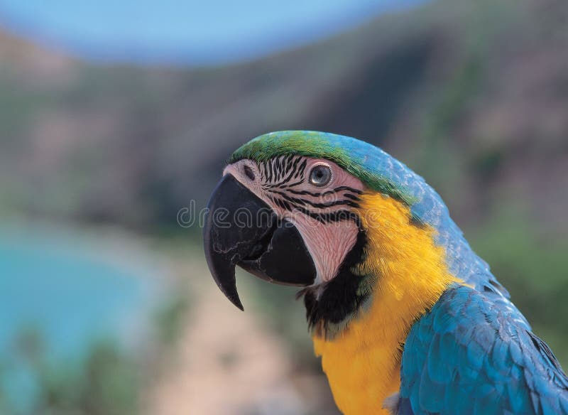 Glaring Bird stock image. Image of beak, outdoor, yellow - 943547