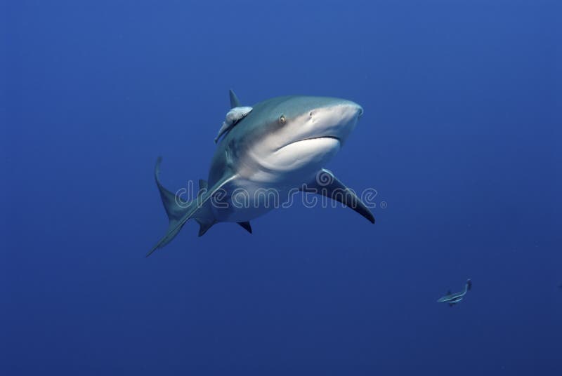 Top view of bull shark stock photo. Image of ocean, indian - 22911938