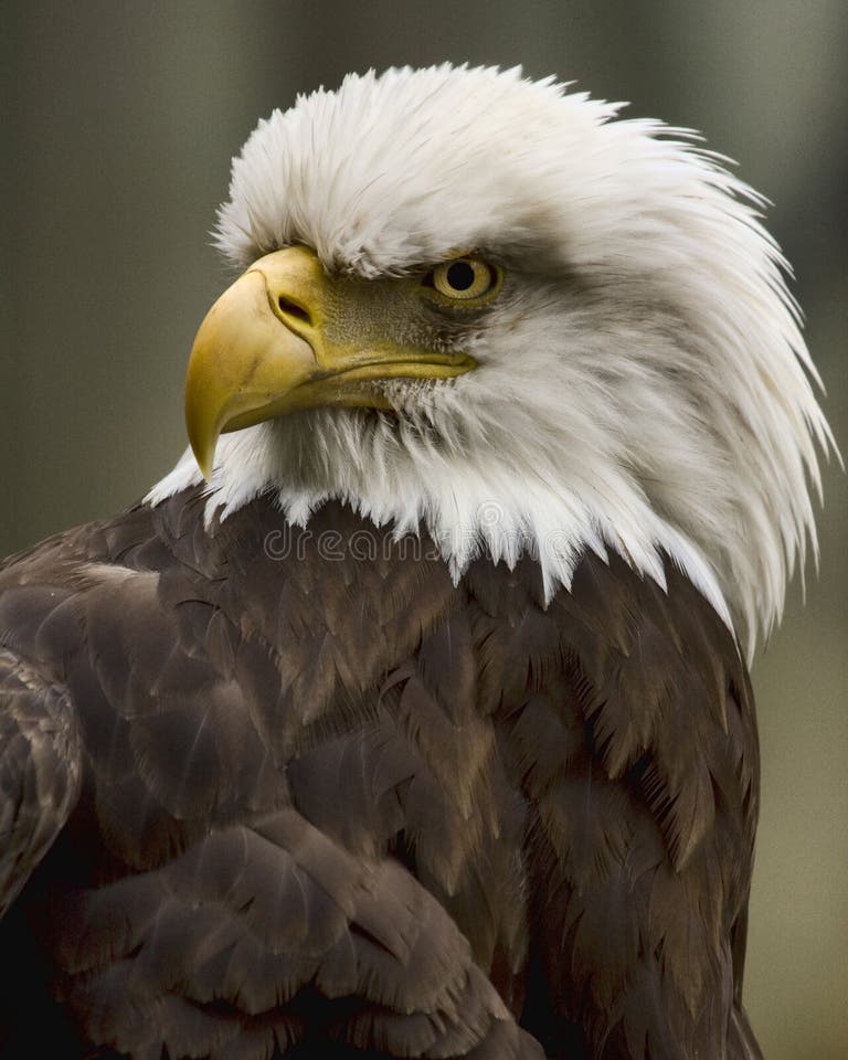 1,862 Angry Eagle Stock Photos - Free & Royalty-Free Stock Photos from ...