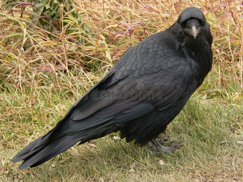 Glaring Raven stock image. Image of animal, omen, gaze - 290695