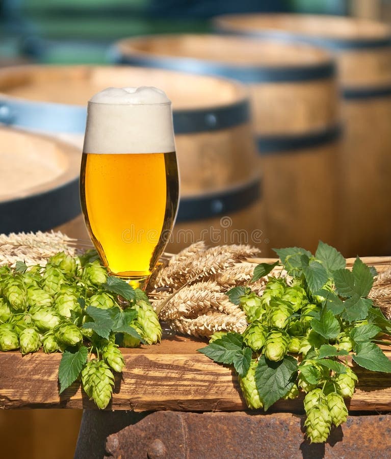 Het Glas Van Het Bier Met Hop Stock Foto - Image of agronomie, alcohol ...