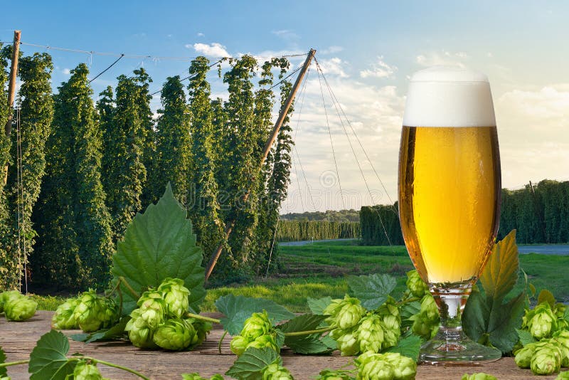 Glas Bier mit Hopfen stockbild. Bild von agronomie, getränk - 125524679