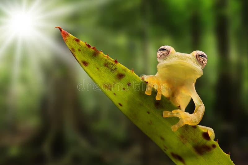 Glaskikker Op Blad in Het Regenwoud Van Amazonië Stock Foto - Image of ...