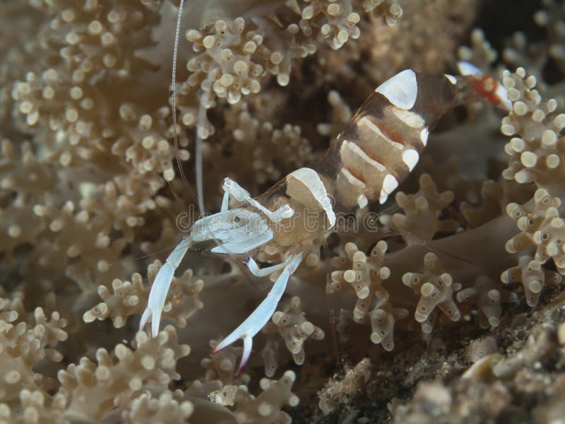 Glass shrimp stock photo. Image of marine, water, pool - 16699028