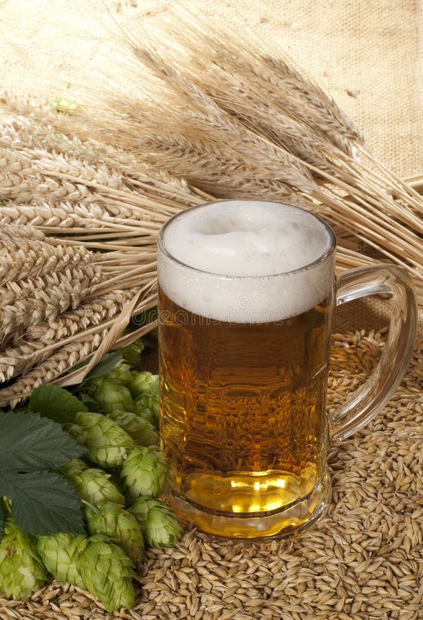 Beer and hops. stock photo. Image of golden, cold, beer - 25155346