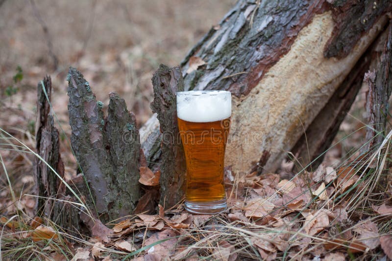 Glass of Beer in the Forest Stock Photo - Image of closeup, outdoor ...