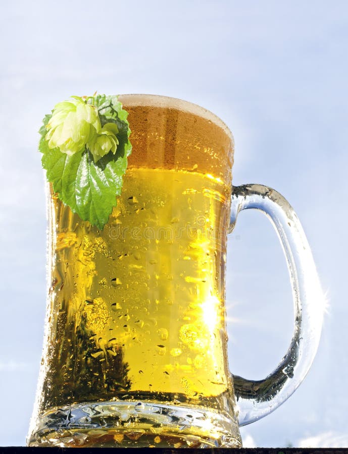 Glass of beer with hop stock image. Image of green, drops - 21060565
