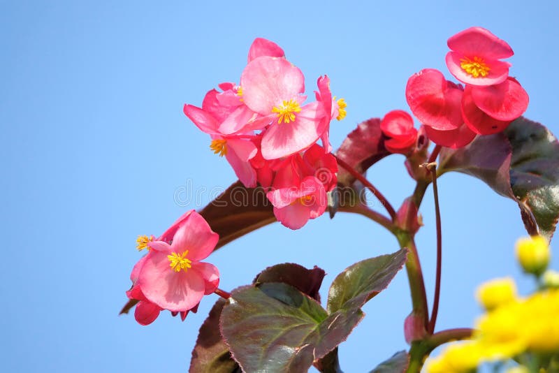 Glass begonia stock image. Image of begonia, nature, natural - 78201803