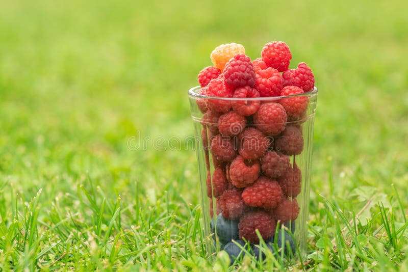 A Glass of Berries Stands on the Grass Stock Image - Image of plant ...