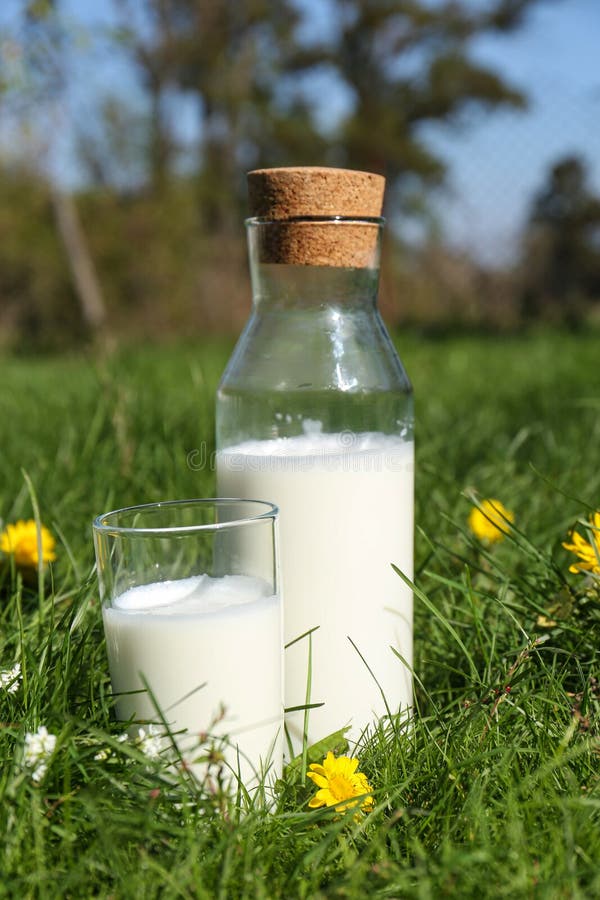 Glass and Bottle of Fresh Milk on Green Grass Outdoors Stock Photo ...