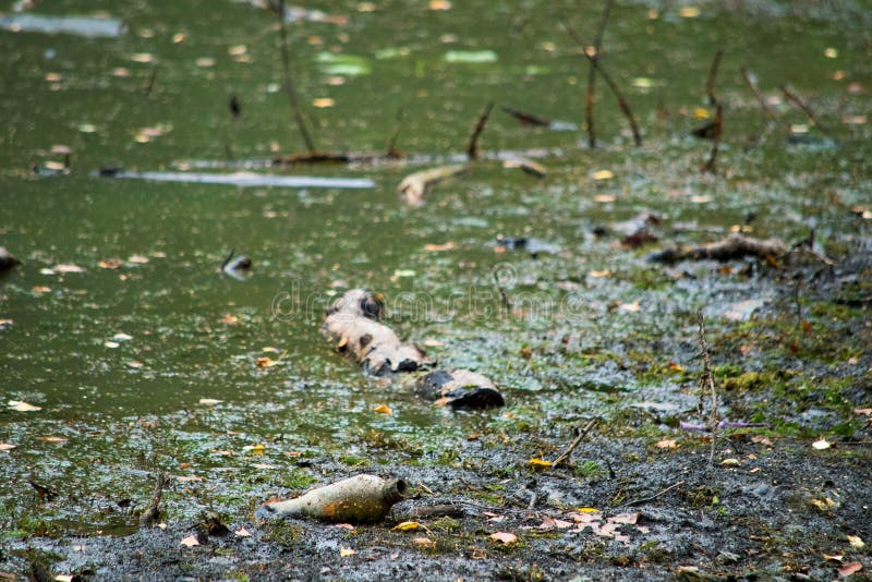 188 Bottle Muddy Water Stock Photos - Free & Royalty-Free Stock Photos ...