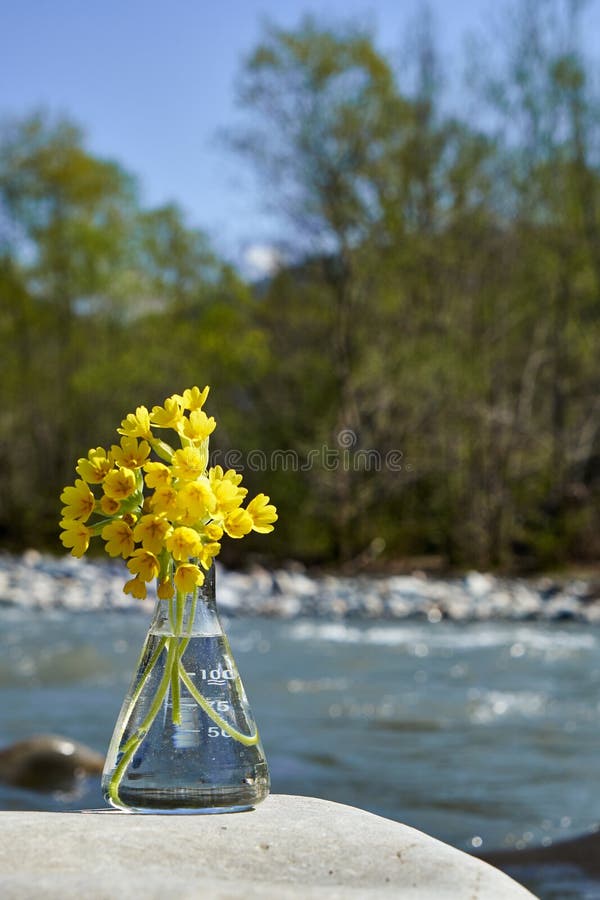 Yellow spring flowers stock photo. Image of bottle, brookside - 255287626