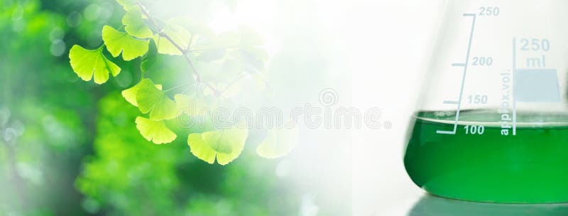 Glass Flask with Green Solution and Ginkgo Leave for Biochemistry Lab ...