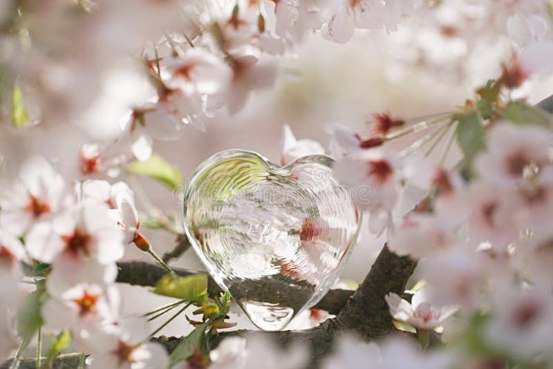 Red Heart in the Spring Flowers Stock Photo - Image of maytradition ...